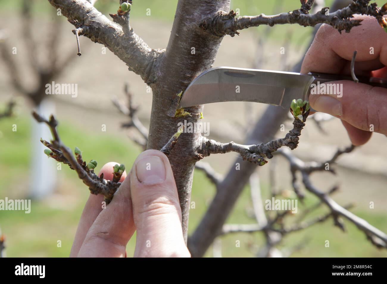Grafting fruit hi-res stock photography and images - Alamy