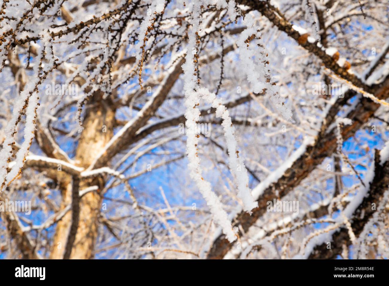 rime ice snow tree branches texture background, close-up Stock Photo - Alamy