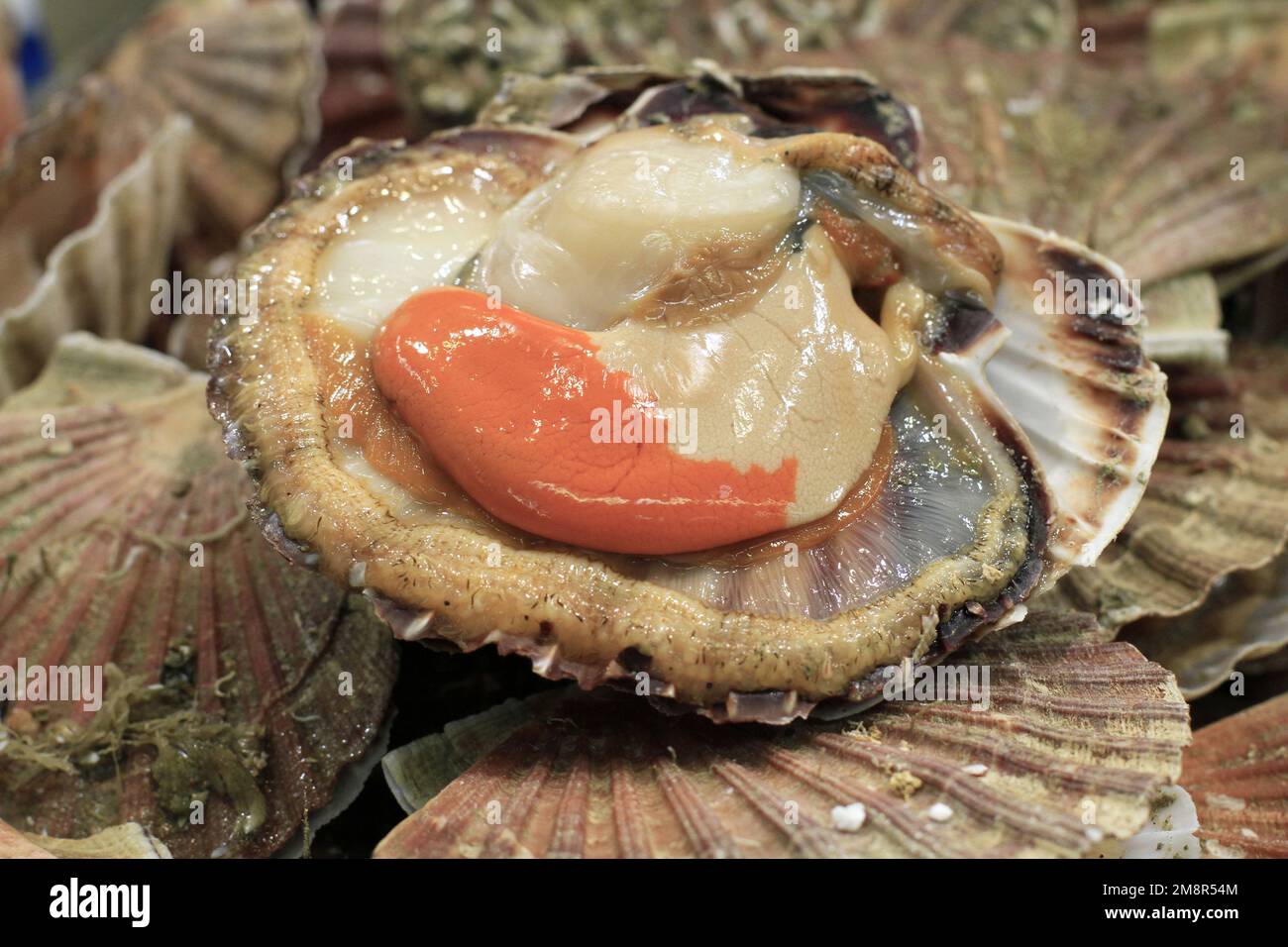 Culture alimentaire europe hi-res stock photography and images - Alamy