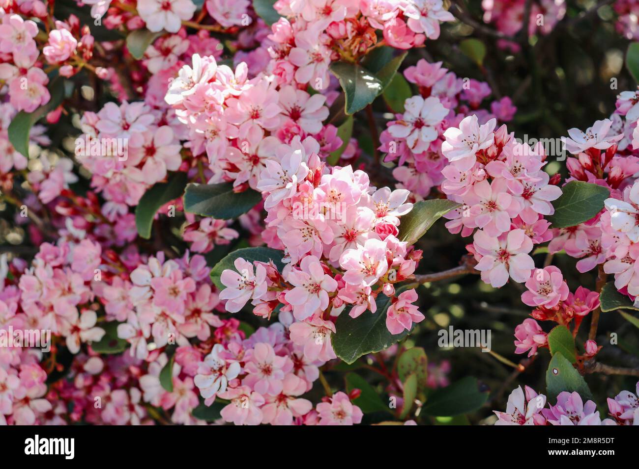 The pretty pink flowers on the tree in the morning sunlight Stock Photo ...