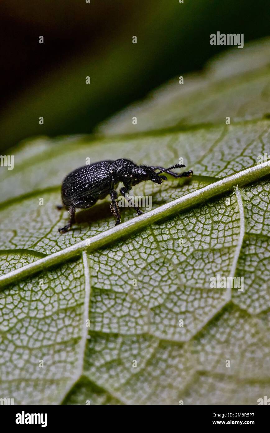 Tooth nosed snout weevils hi-res stock photography and images - Alamy