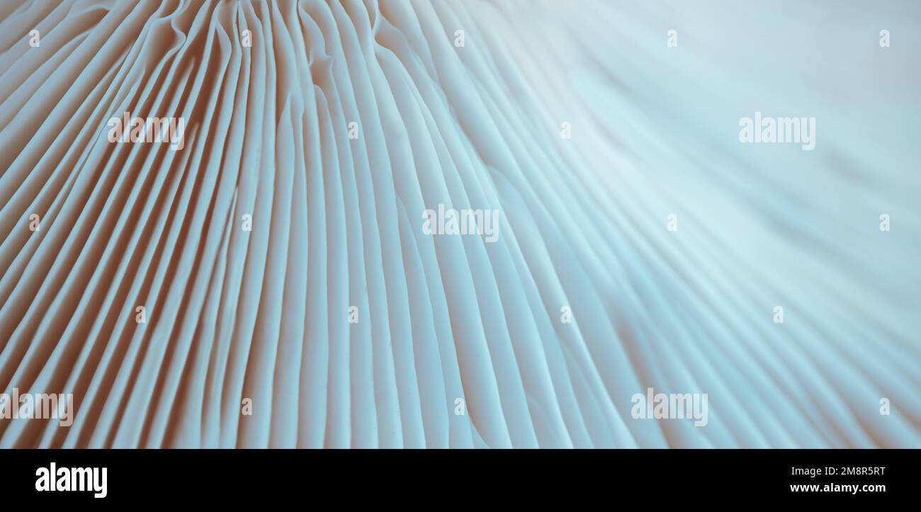 Airy layers hi-res stock photography and images - Alamy