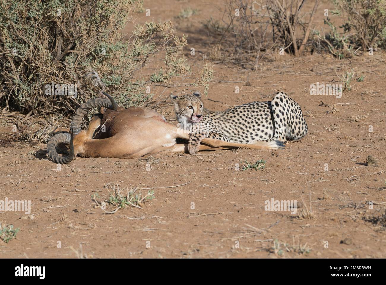 Cheetah (Acinonyx jubatus). Large cub at the carcass of a male impala ...