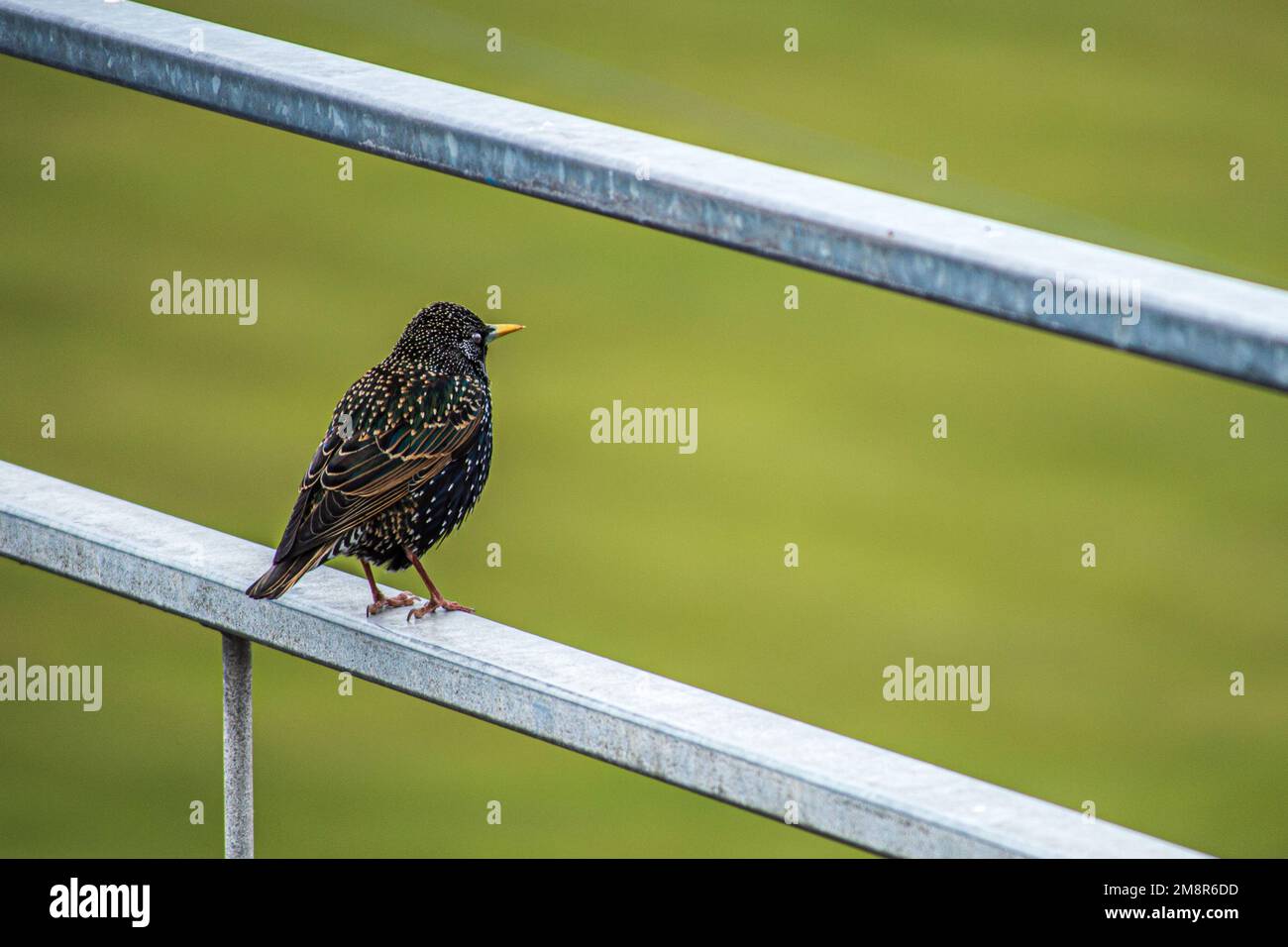 Bird Resting On Metal Fence Gate with Green Grass Background Stock ...