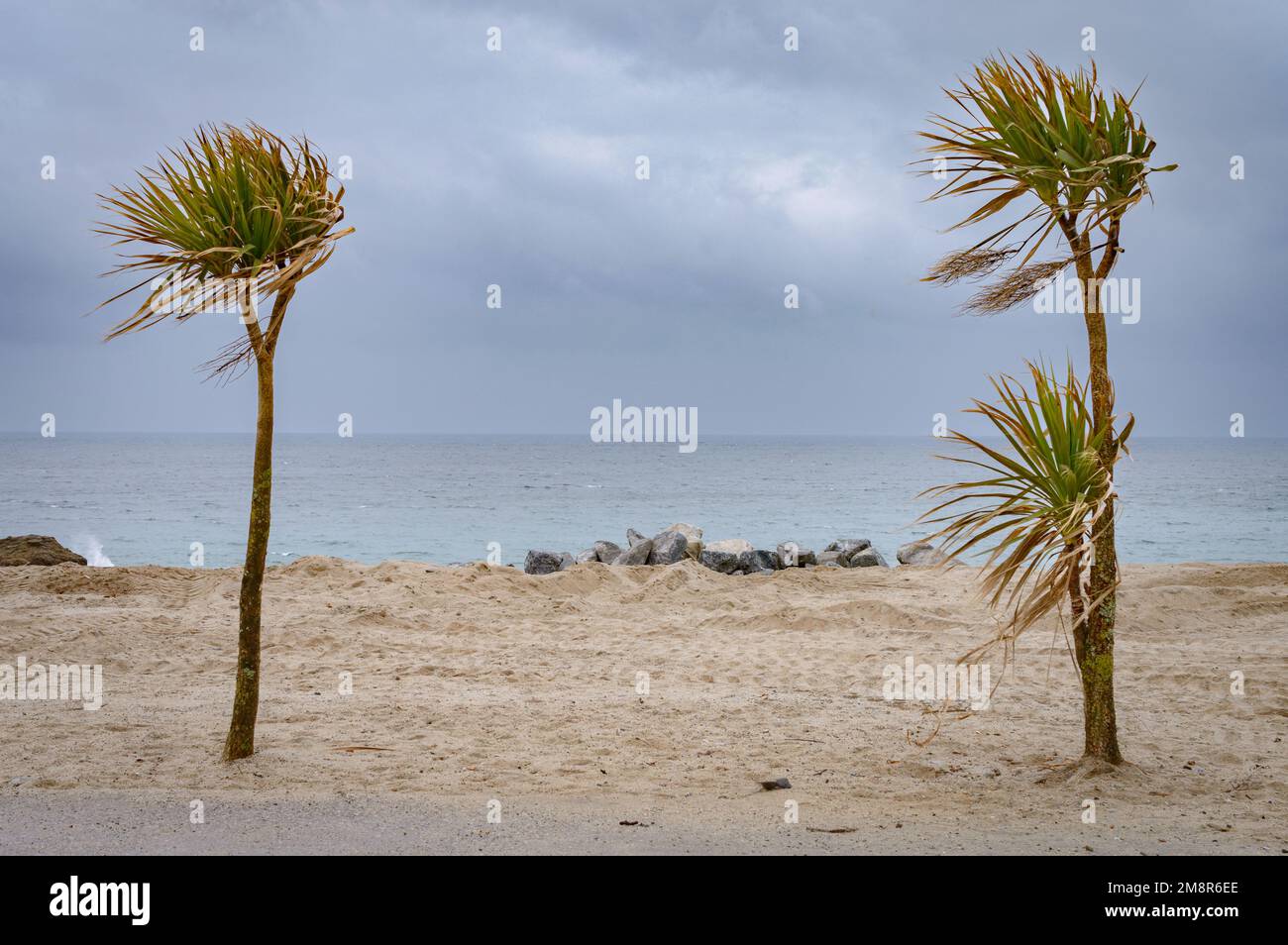 Palm Tree Beach View With Cloudy Sky Background Above The Horizon Stock ...