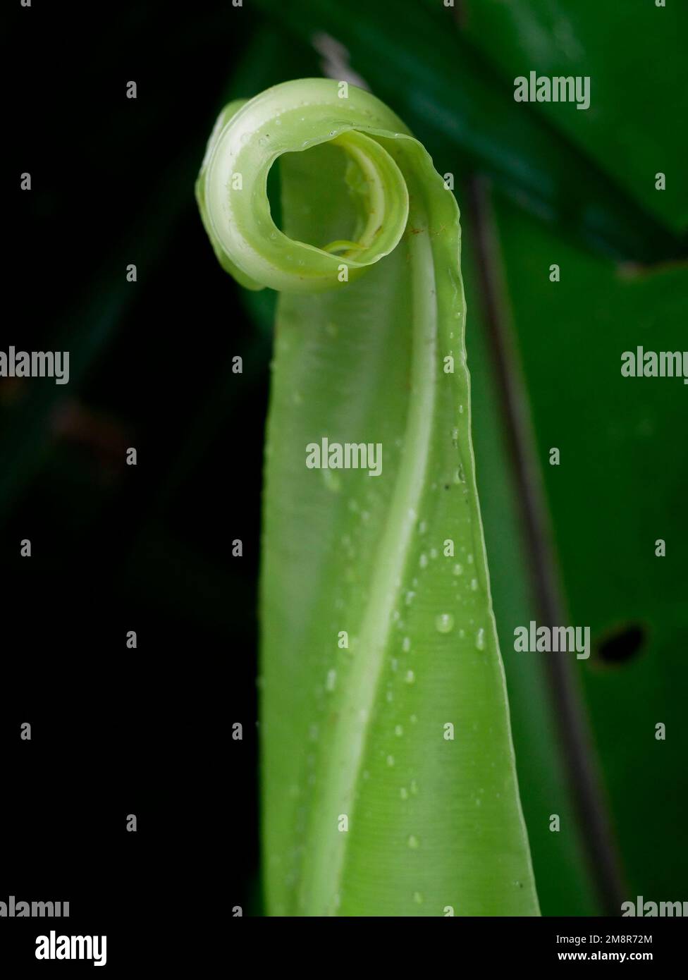 Rolled up fern leaf hi-res stock photography and images - Alamy