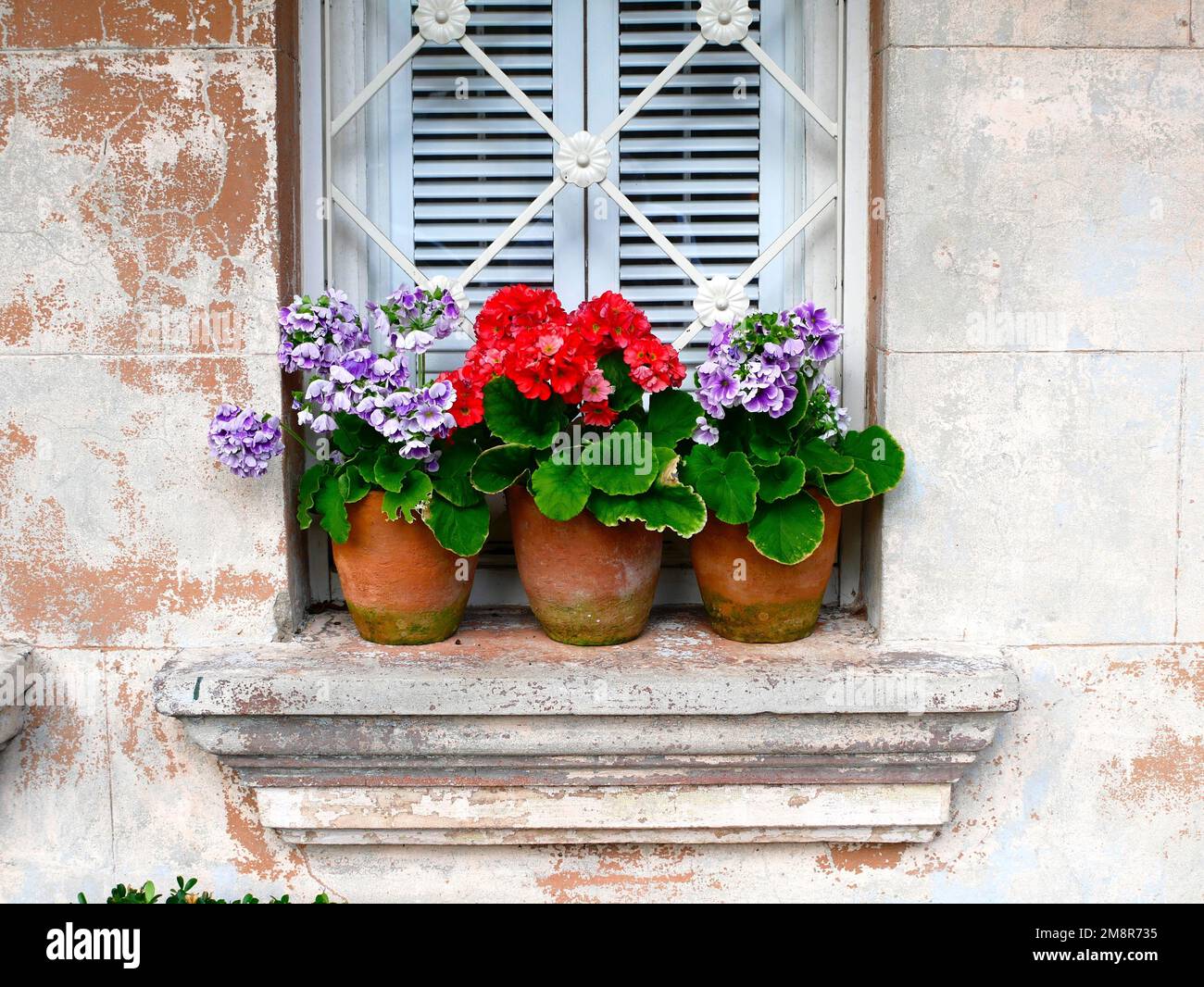 The potted flowers under a window Stock Photo - Alamy