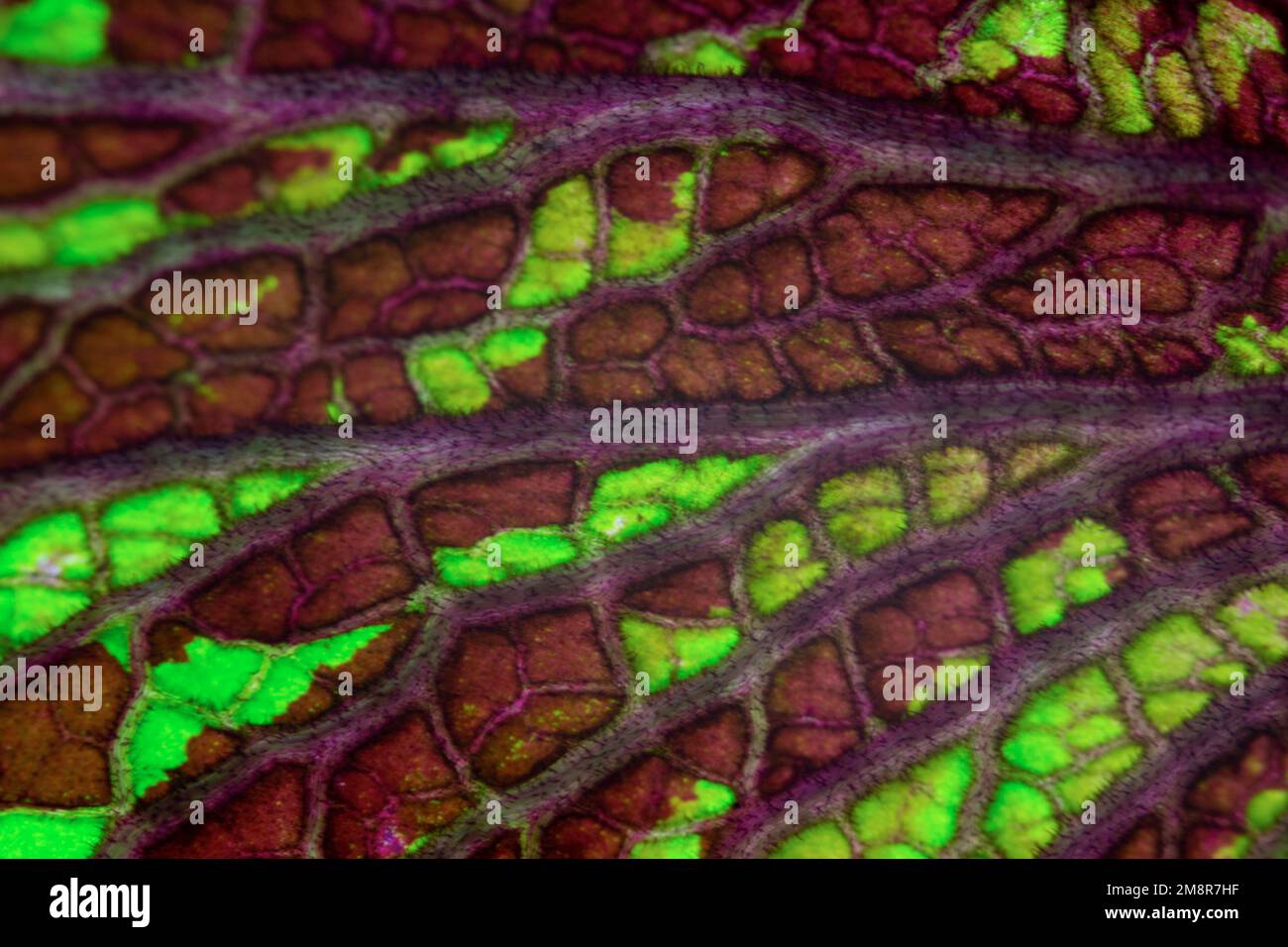 Semidry leaf hi-res stock photography and images - Alamy