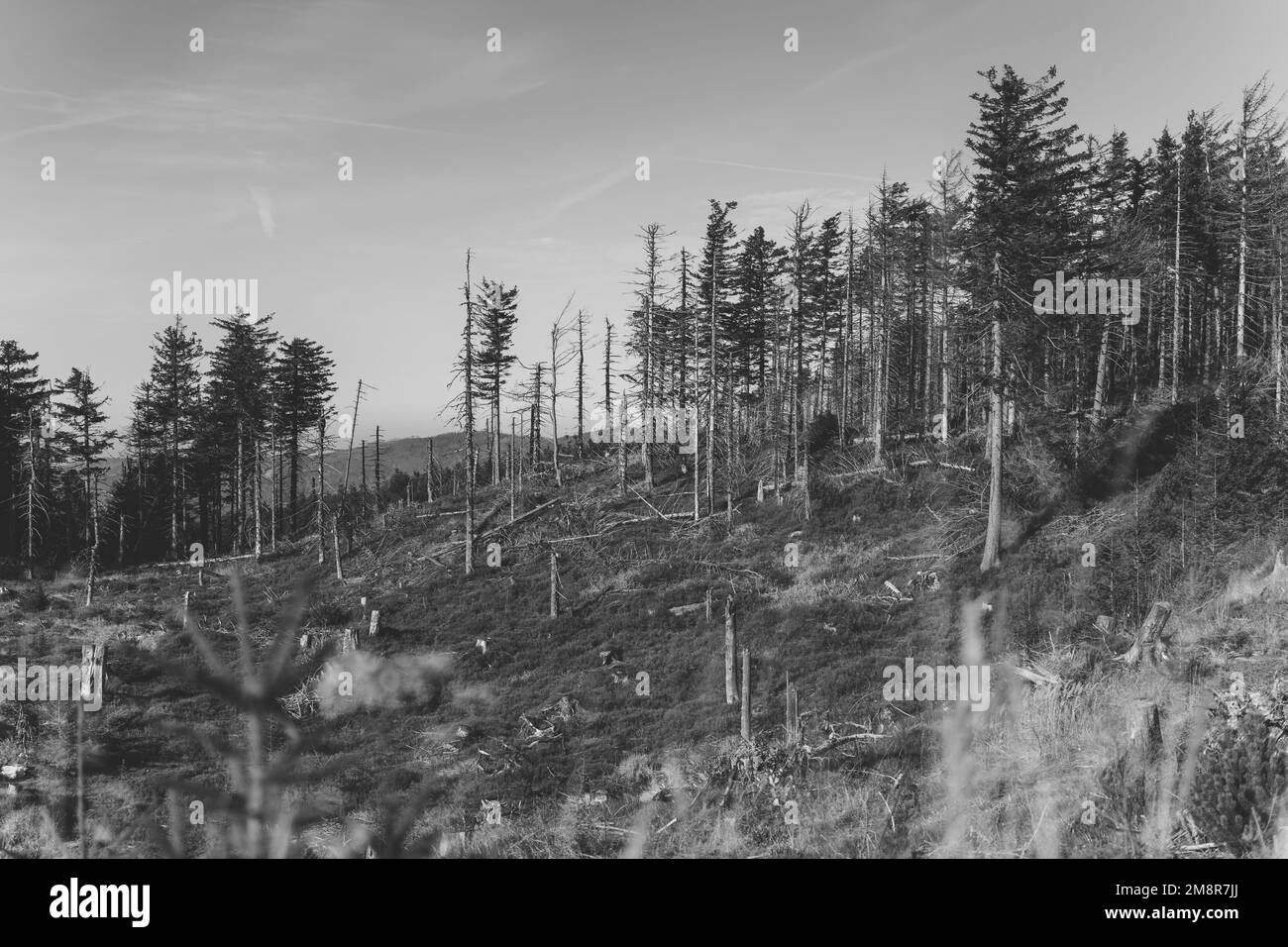 Deforestation view Black and White Stock Photos & Images - Alamy