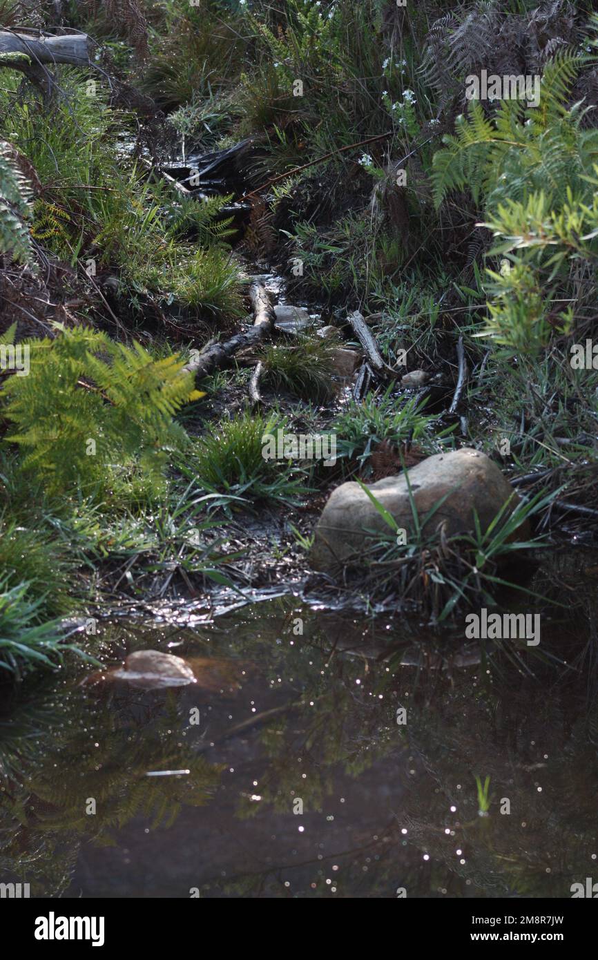 A dirty pond with big rocks and grass Stock Photo - Alamy