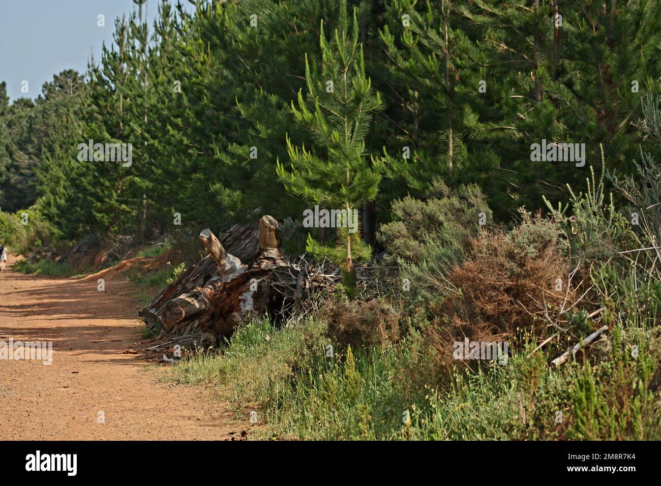 Pine trees on side road hi-res stock photography and images - Alamy
