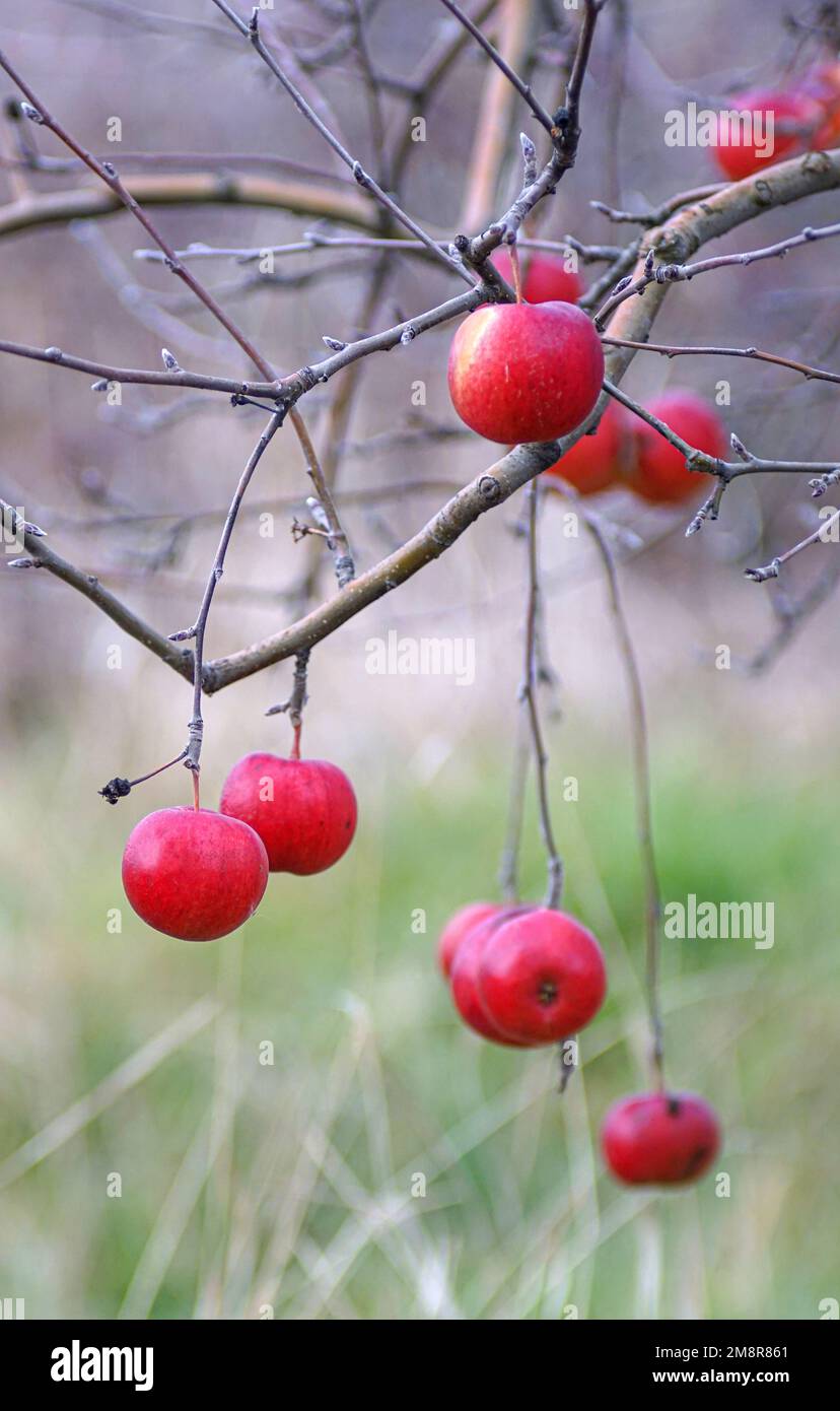 apple on the tree were eaten by birds Stock Photo - Alamy
