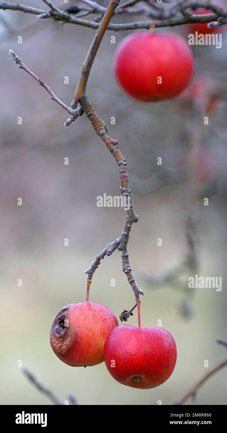 apple on the tree were eaten by birds Stock Photo - Alamy