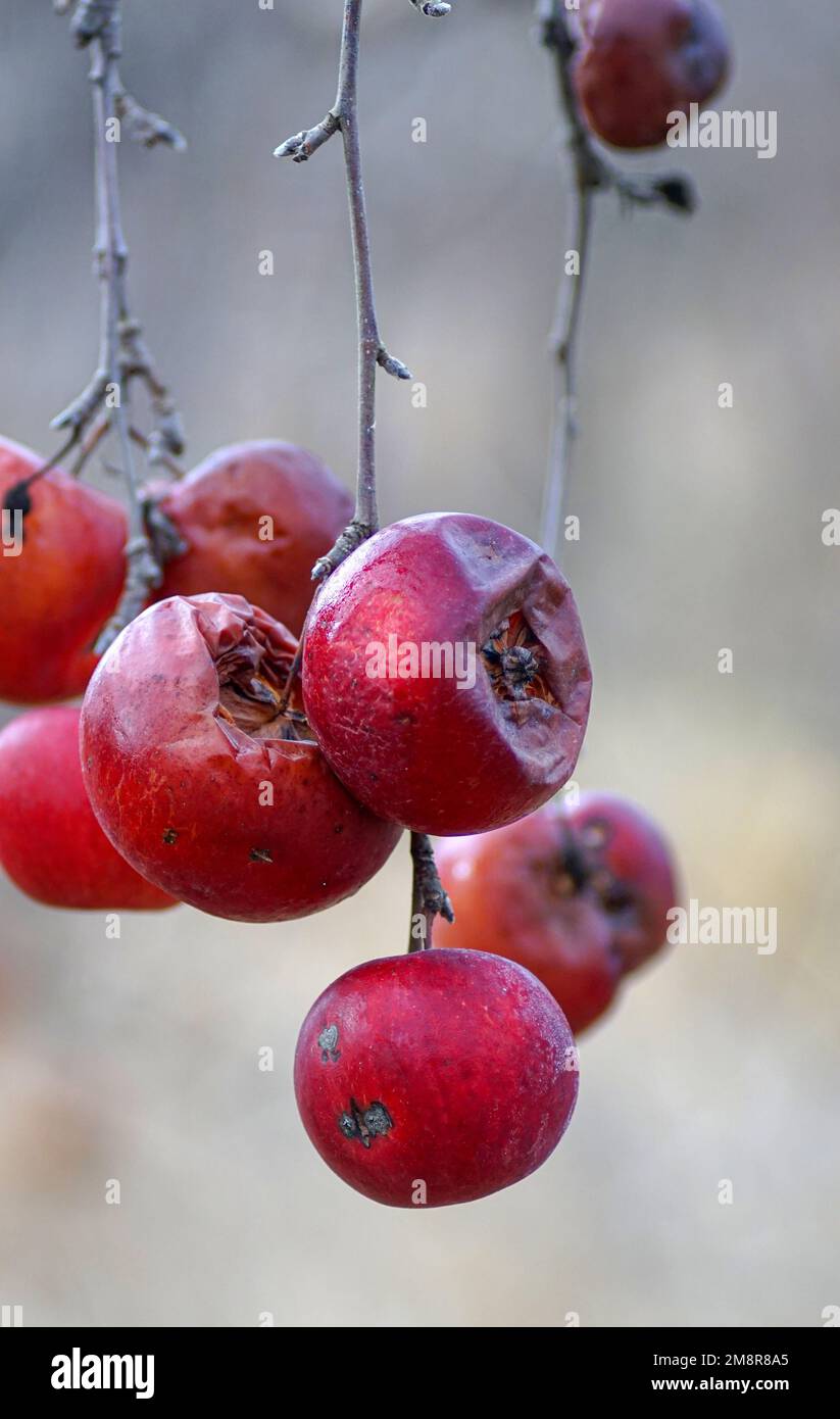 apple on the tree were eaten by birds Stock Photo - Alamy