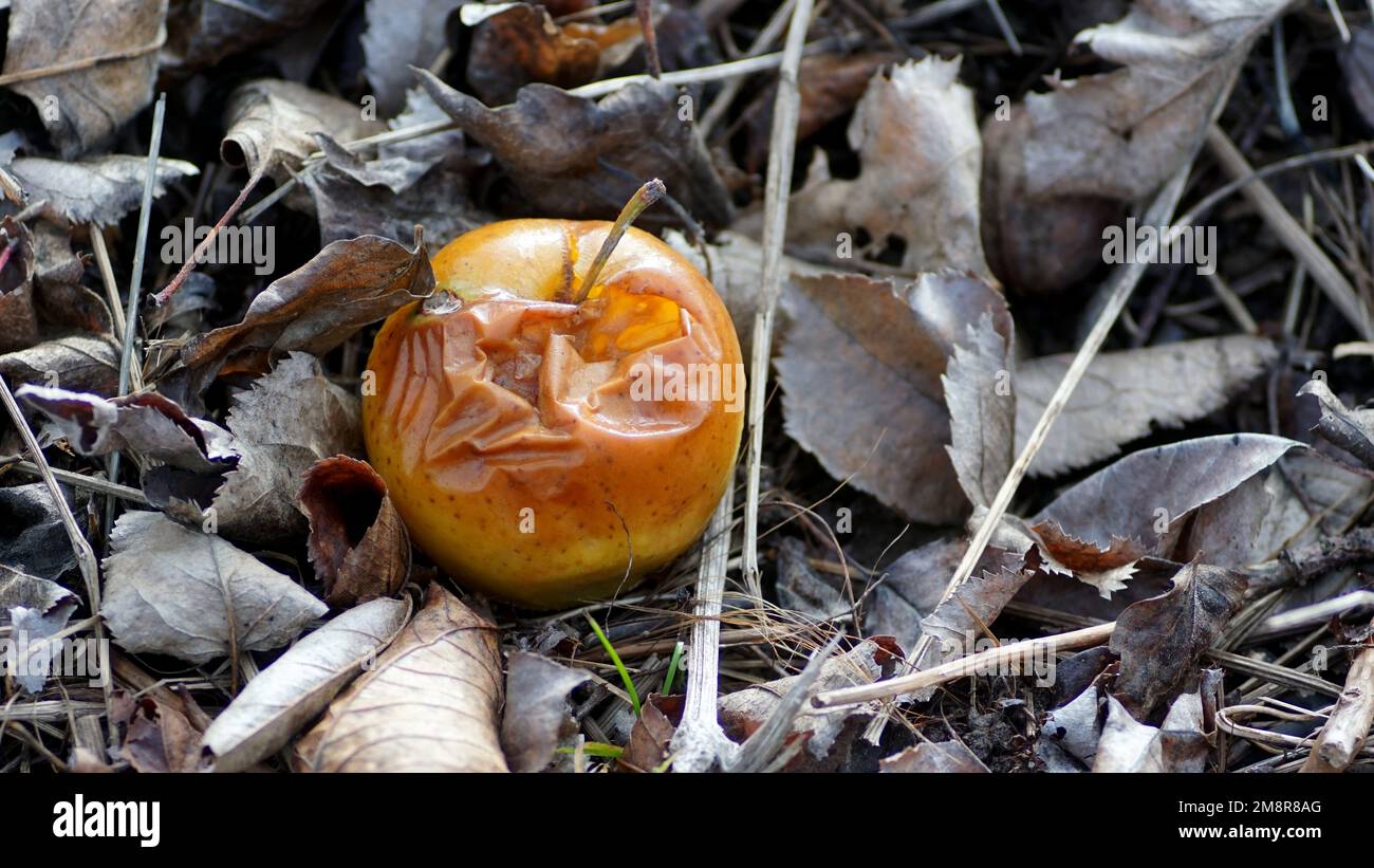Apple damage by birds hi-res stock photography and images - Alamy