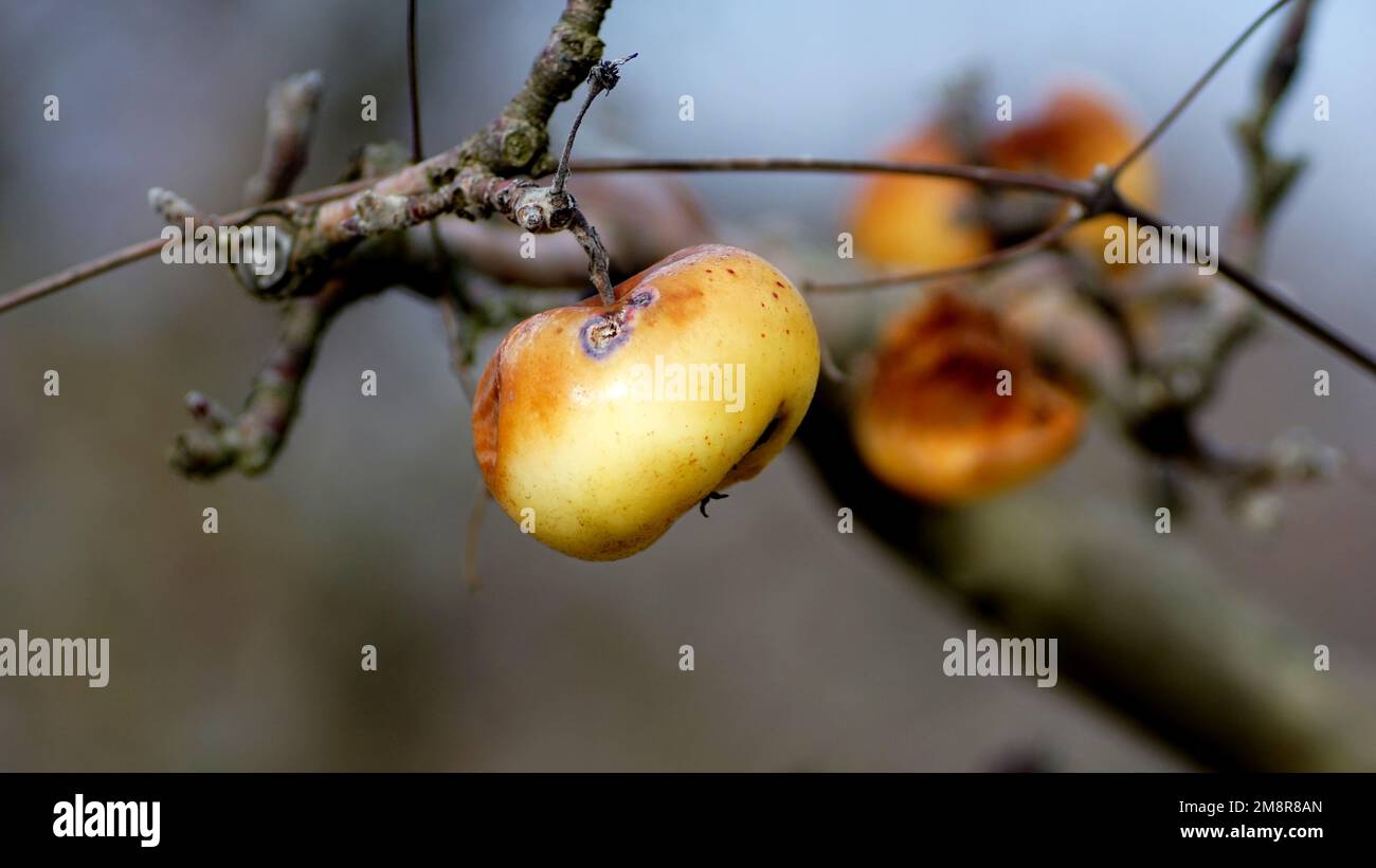 Life cycle of apple tree hi-res stock photography and images - Alamy