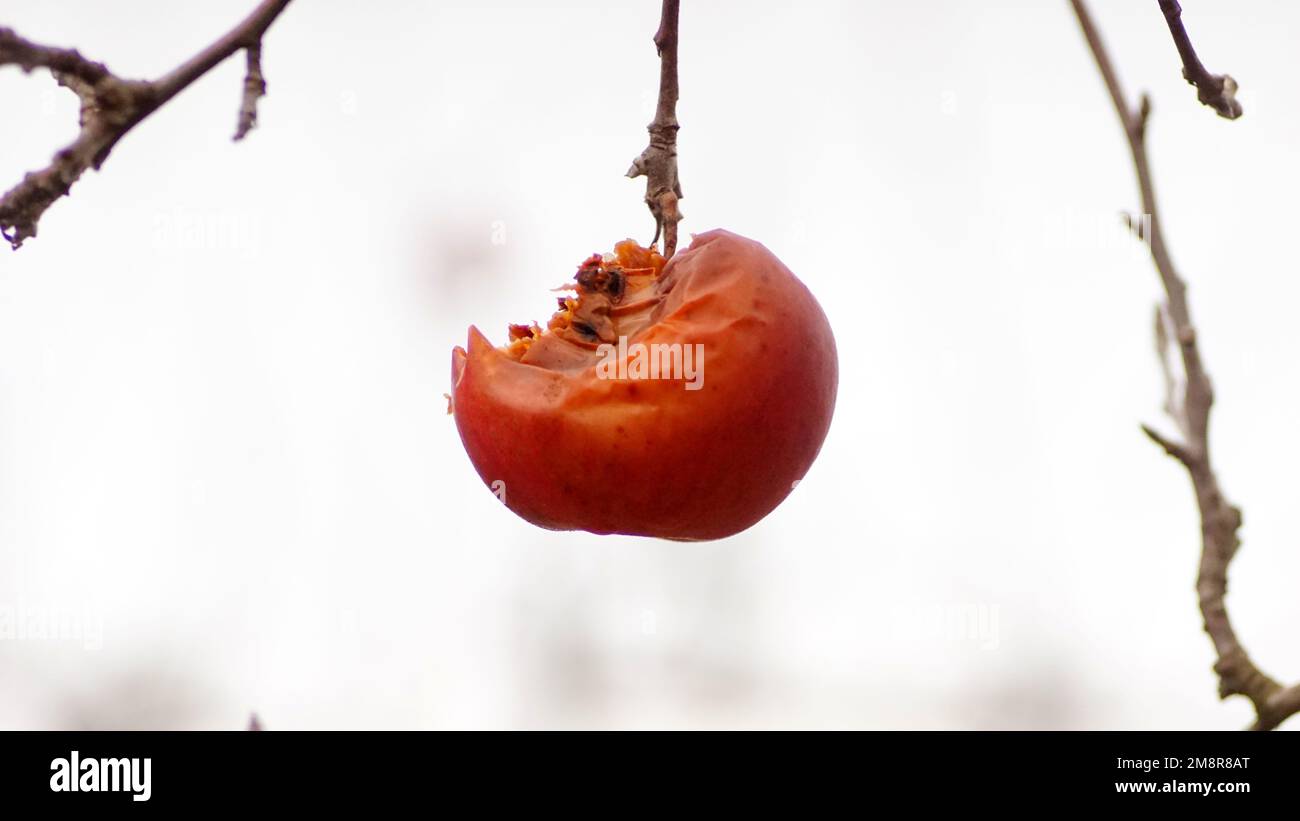 Life cycle of apple tree hi-res stock photography and images - Alamy