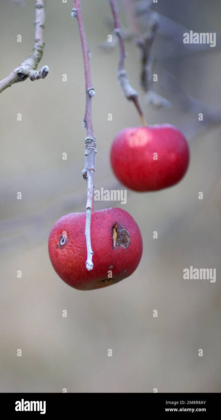 Life cycle of apple tree hi-res stock photography and images - Alamy