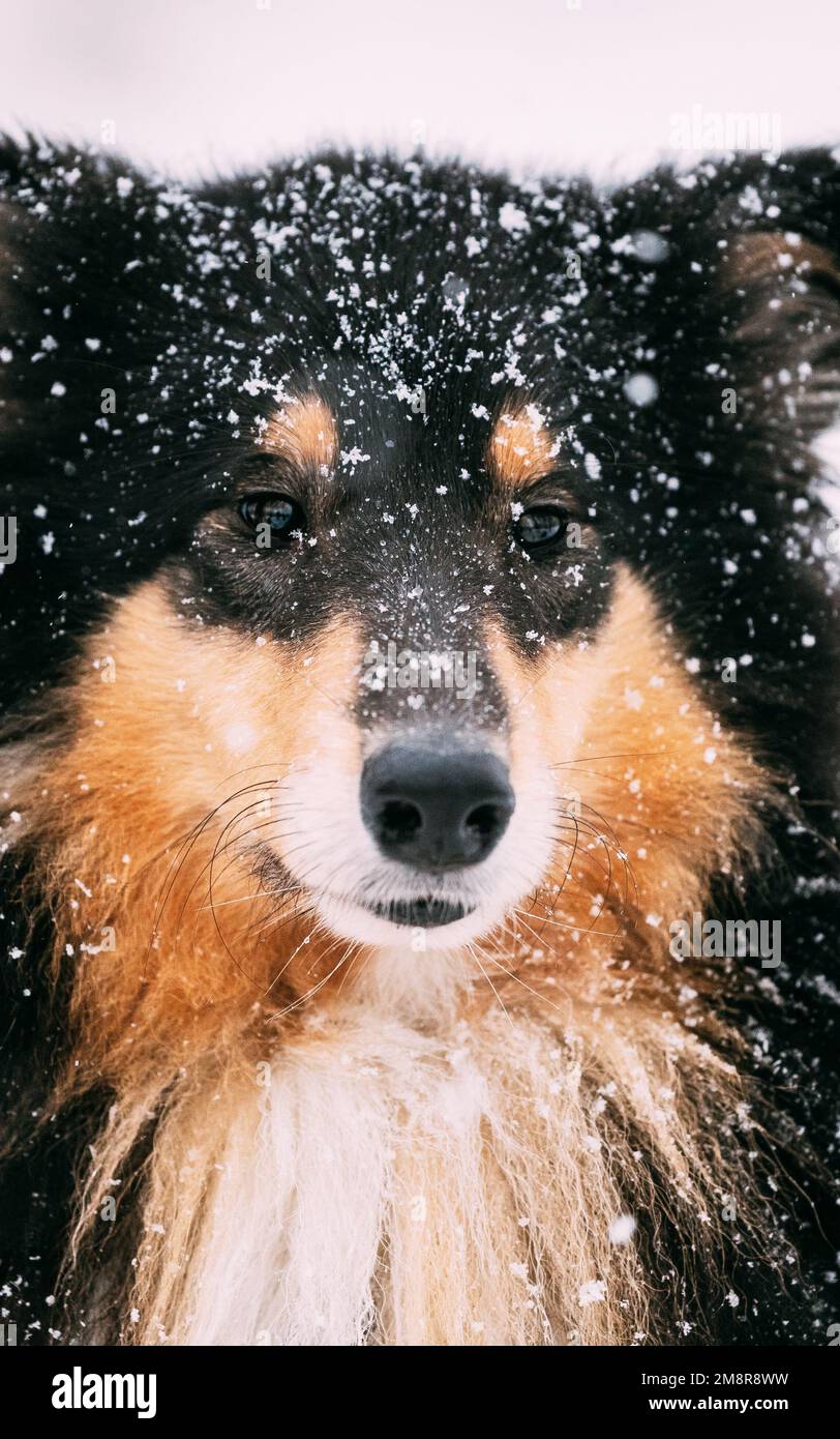 Pretty purebred shetland sheepdog hi-res stock photography and images ...