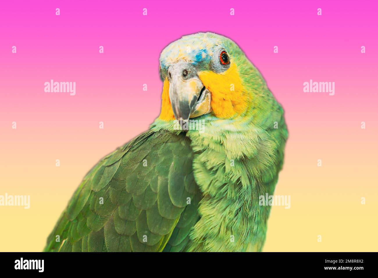 Amazona amazonica hi-res stock photography and images - Alamy