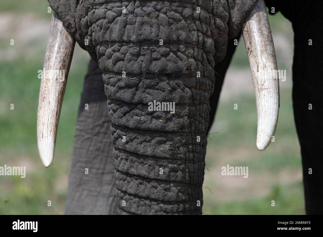 close up of African elephant trunk and tusks taken on safari in the ...