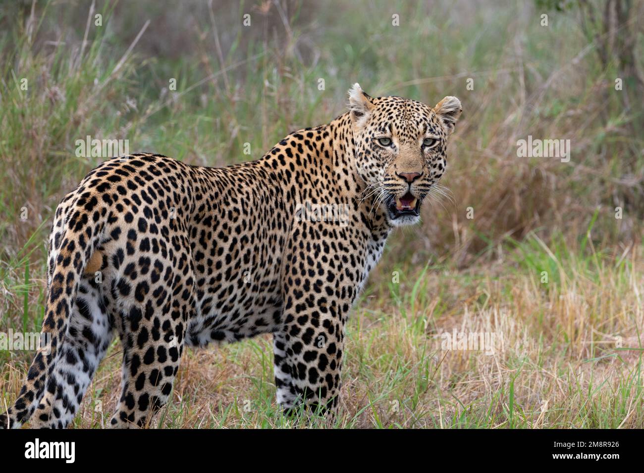 large male leopard looking back over its shoulder towards camera in the ...