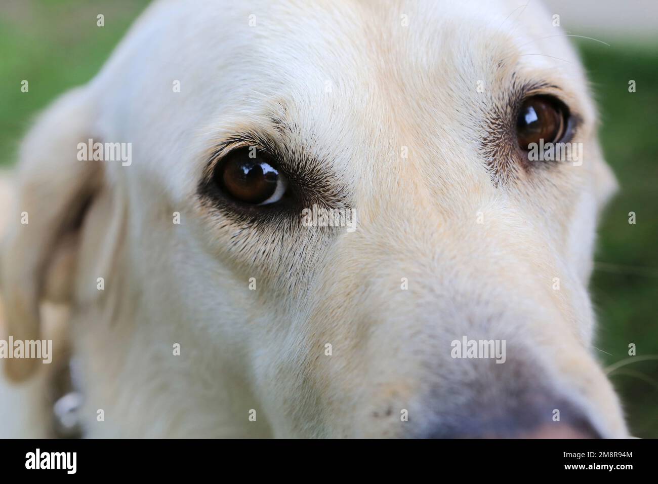 Blind guide dog. School of guide dogs for the blind and visually ...
