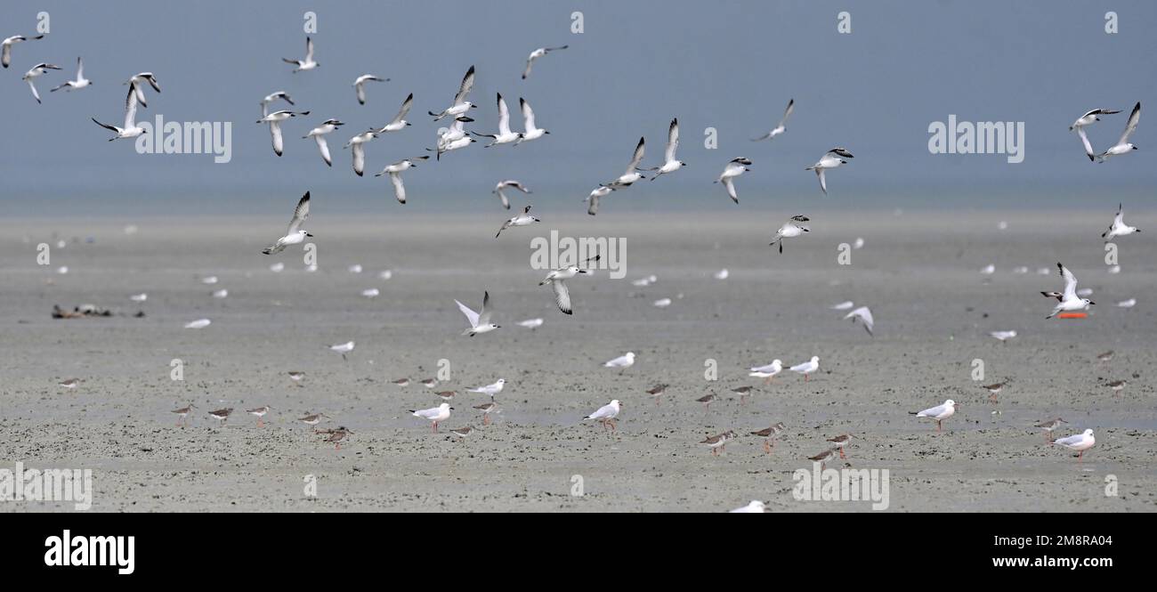 Capital Governorate, Kuwait. 14th Jan, 2023. Birds are pictured during ...