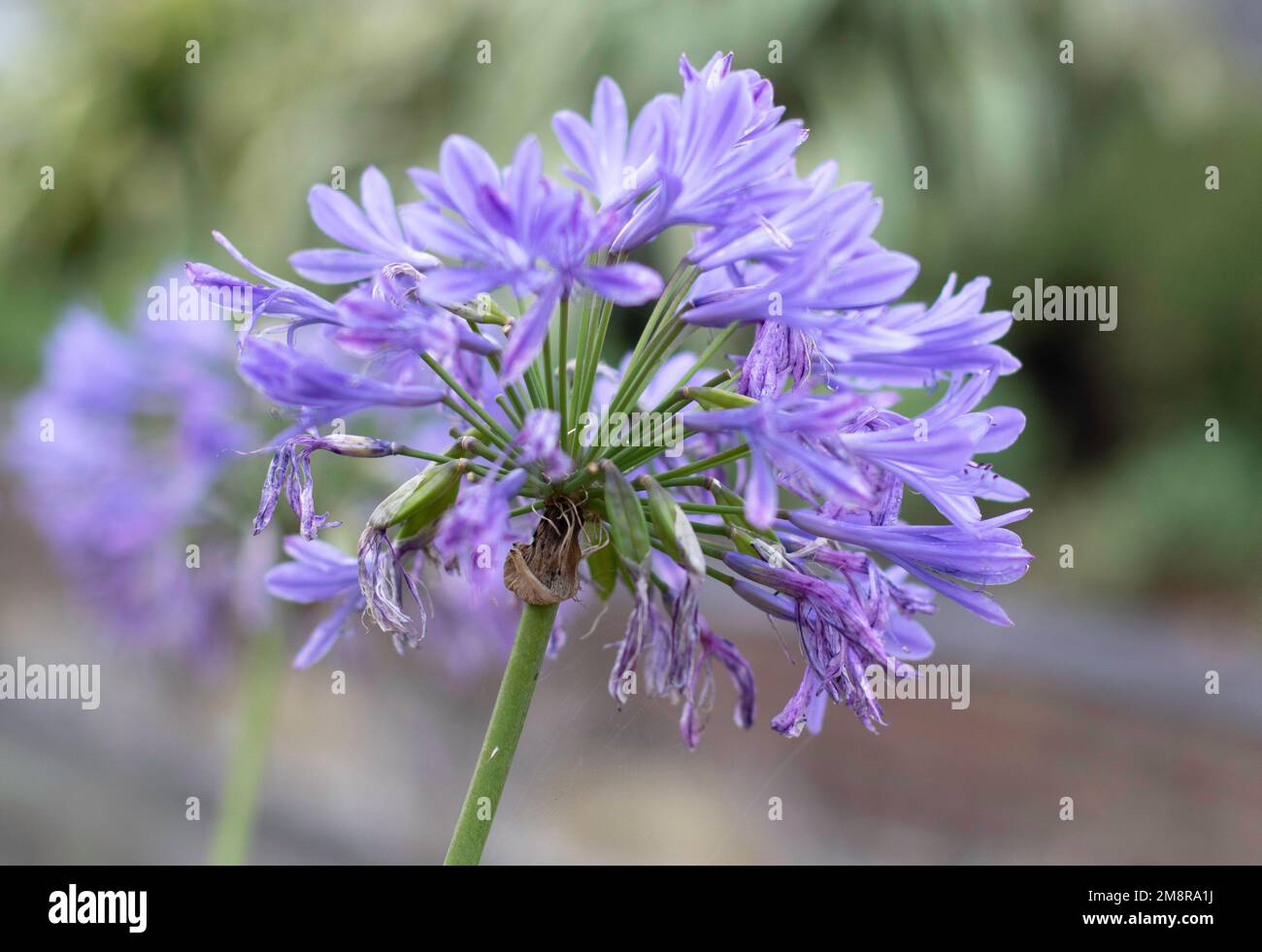 Plant separation flower flower hi-res stock photography and images - Alamy