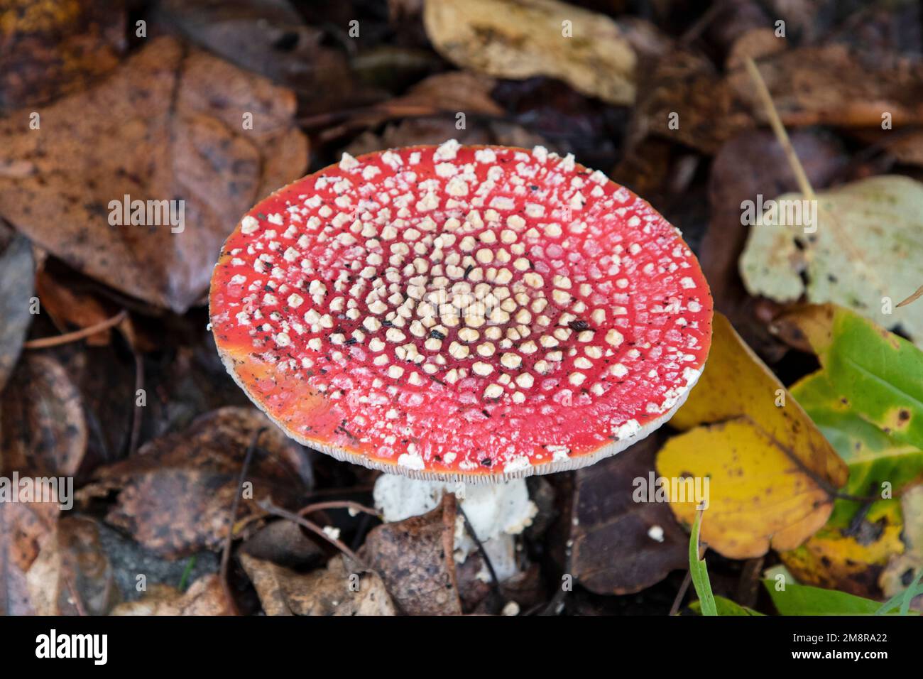 A red toadstool in a forest in Wales Stock Photo - Alamy
