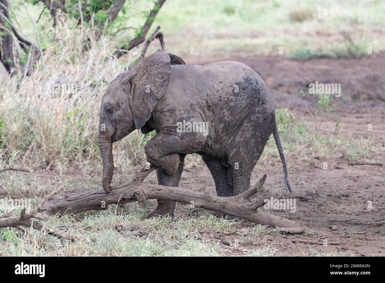 baby African elephant partly covered in mud stepping over a fallen ...