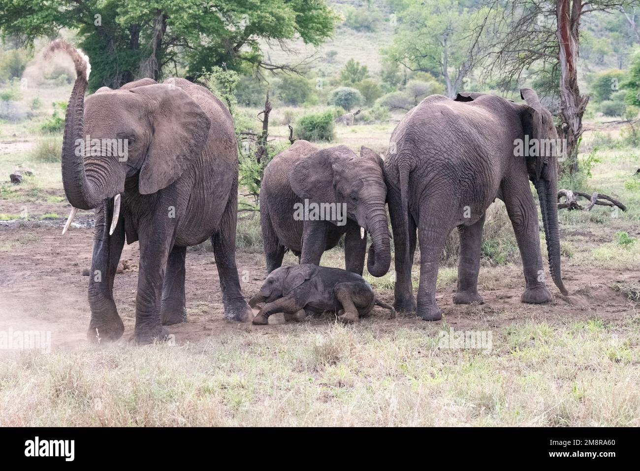 African elephant laying down hi-res stock photography and images - Alamy