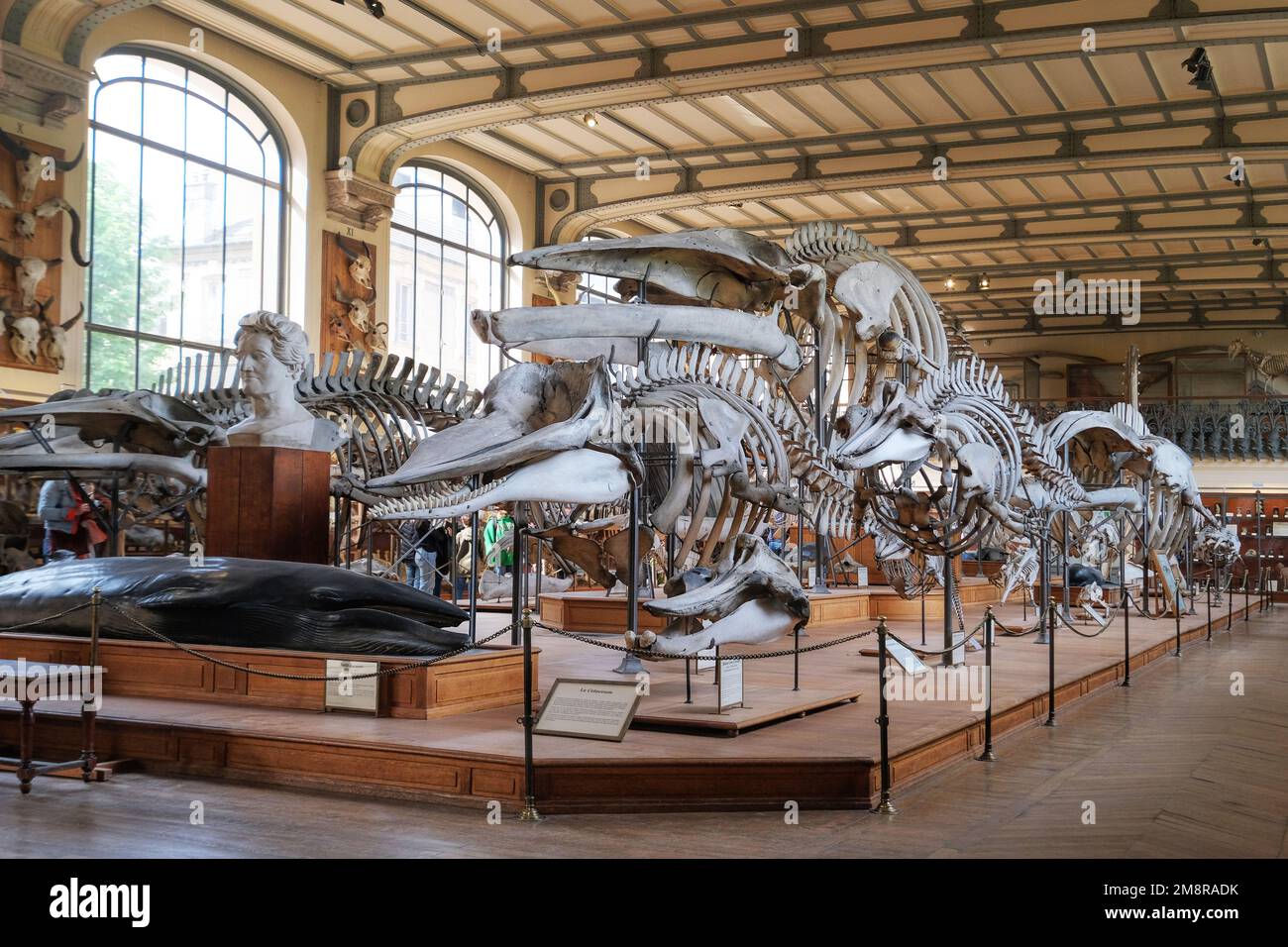 Paris, France - May, 2022: Paris Natural History Museum Fossils and ...