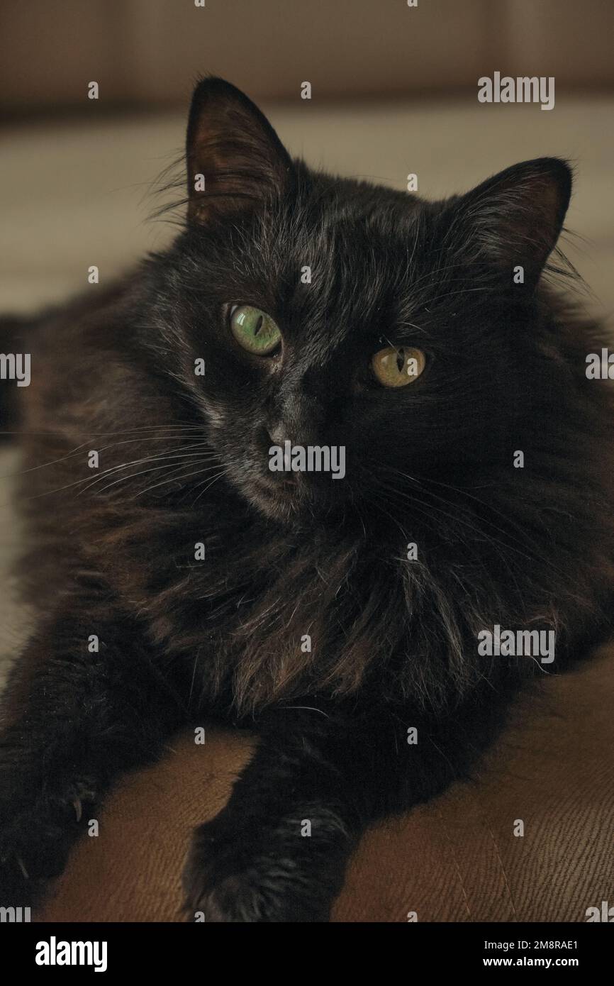 Funny beautiful cute black cat hiding on the sofa Stock Photo - Alamy
