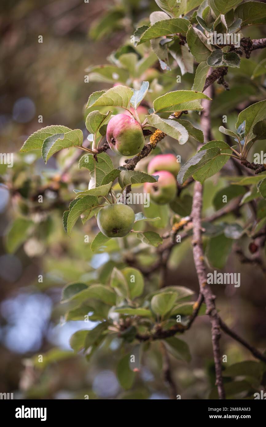 An apple tree with ripe fruits Stock Photo - Alamy