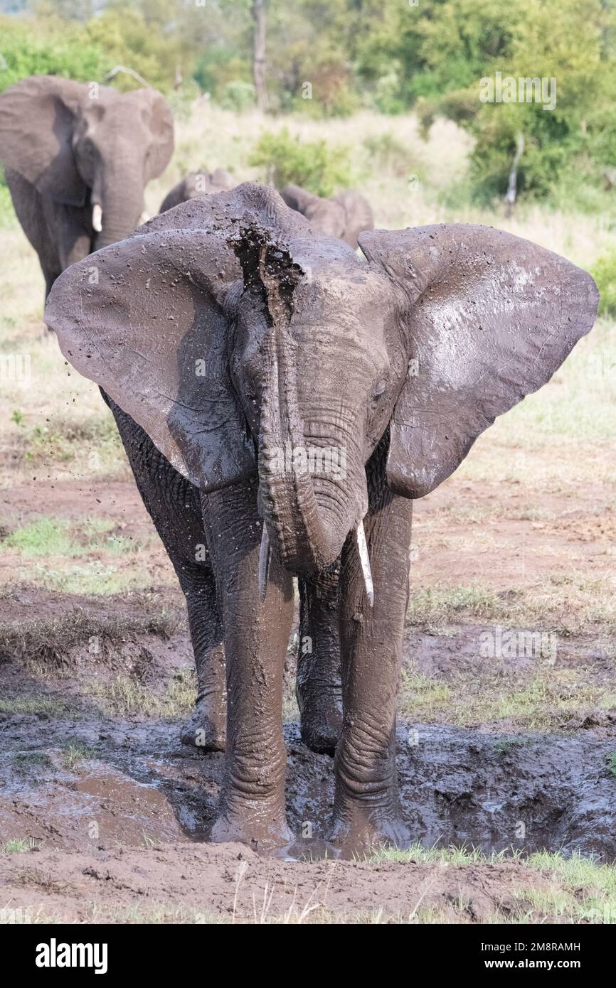 Portrait view of an African Elephant throwing dust and dirt over ...