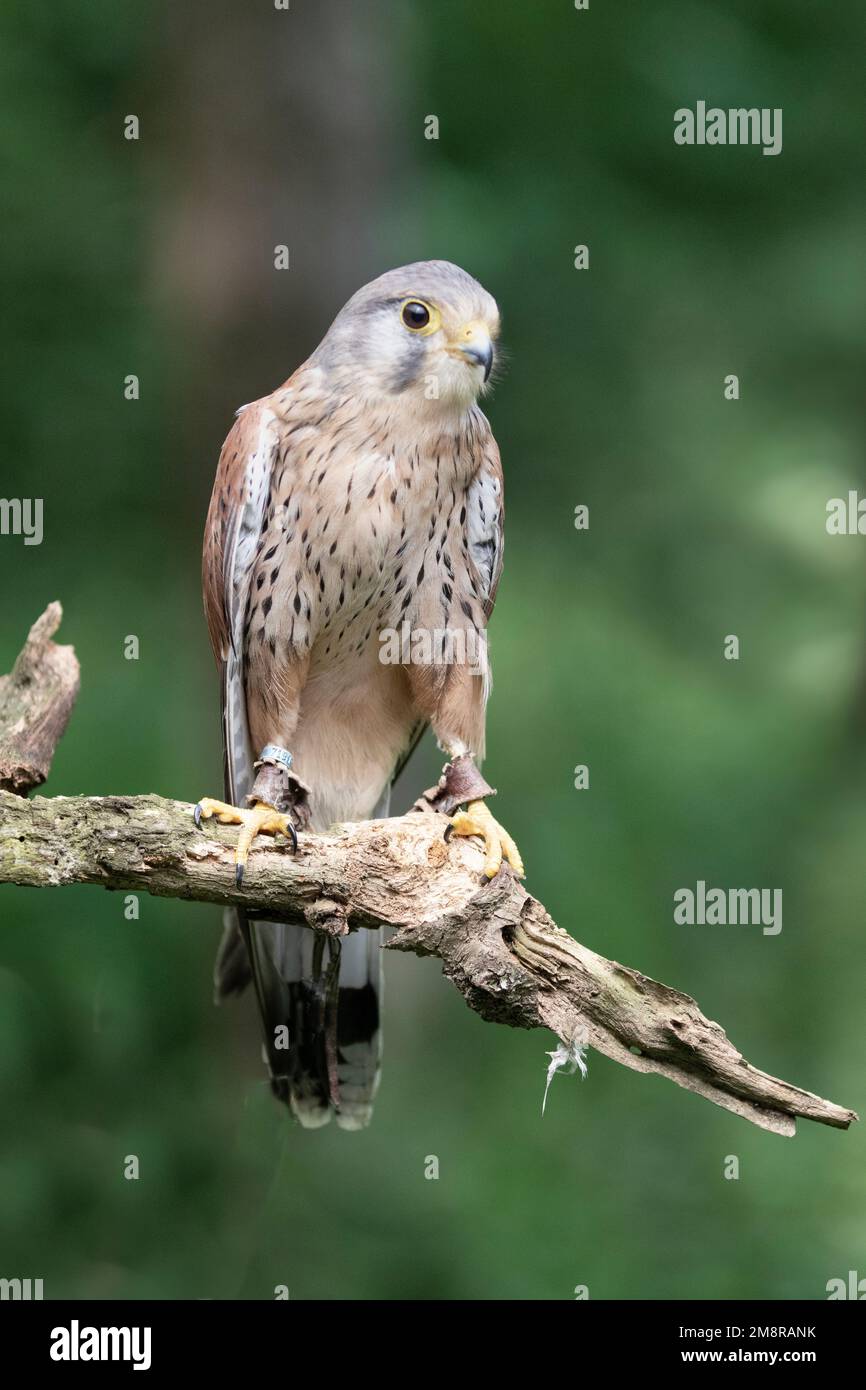 A hawk on a tree branch in an English wood Stock Photo - Alamy