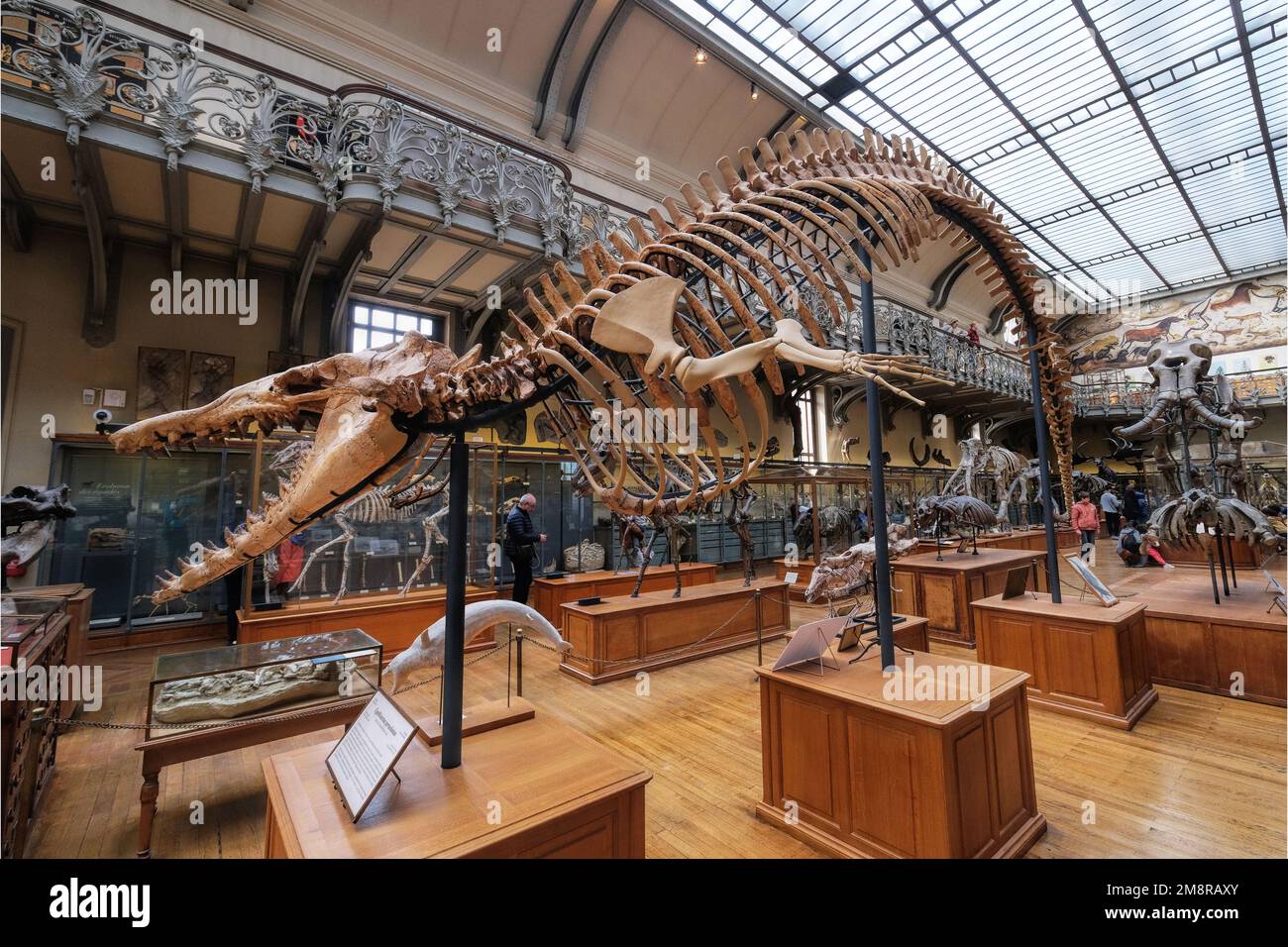 Paris, France - May, 2022: Paris Natural History Museum Fossils and ...