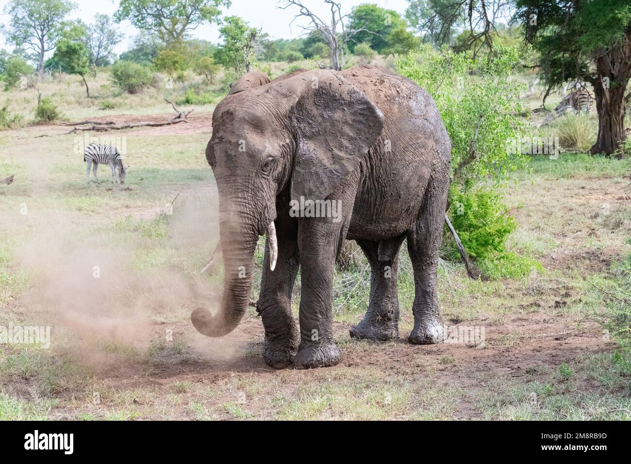 large female African elephant throwing dirt over herself Stock Photo ...