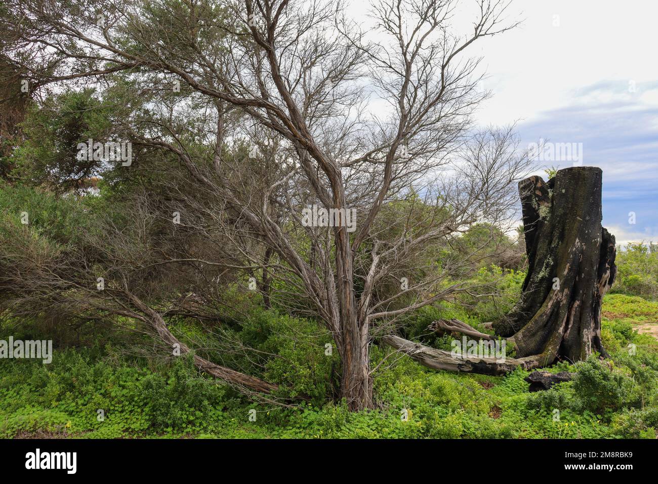 A rural landscape with trees and green vegetation Stock Photo - Alamy
