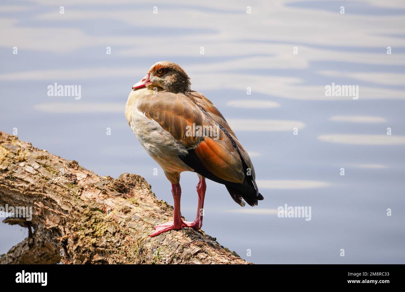 Egyptian goose at a lake. Bird close-up in natural setting. Alopochen ...