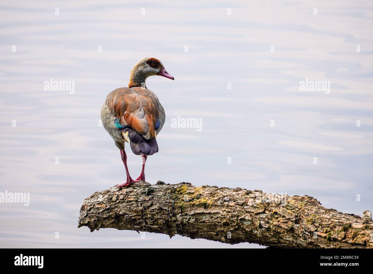 Egyptian goose at a lake. Bird close-up in natural setting. Alopochen ...