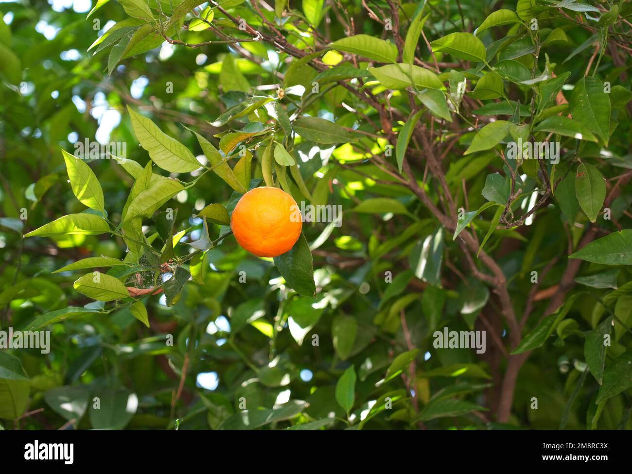 Ripe fruit on an orange tree Stock Photo - Alamy