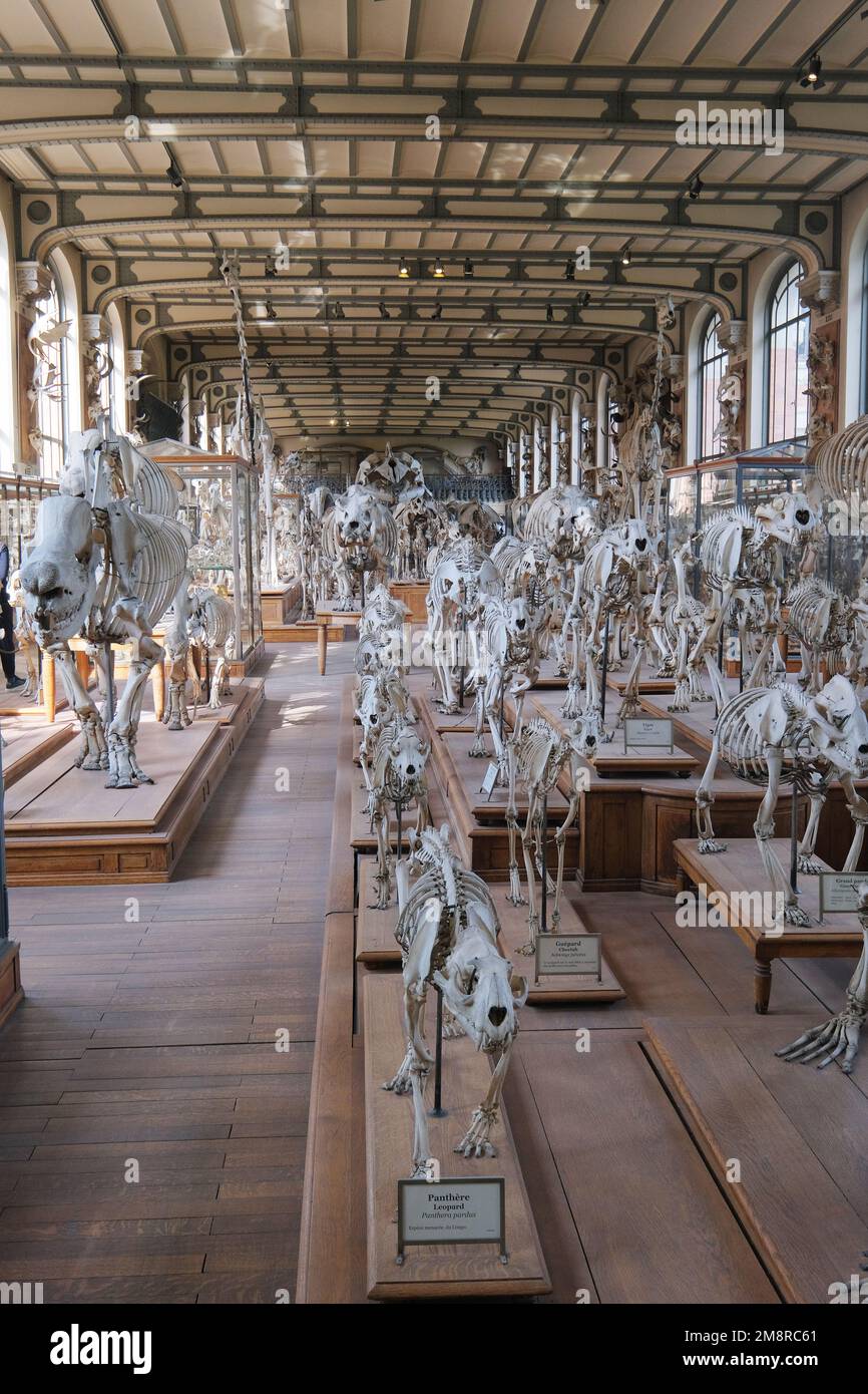 Museum of paleontology hi-res stock photography and images - Alamy