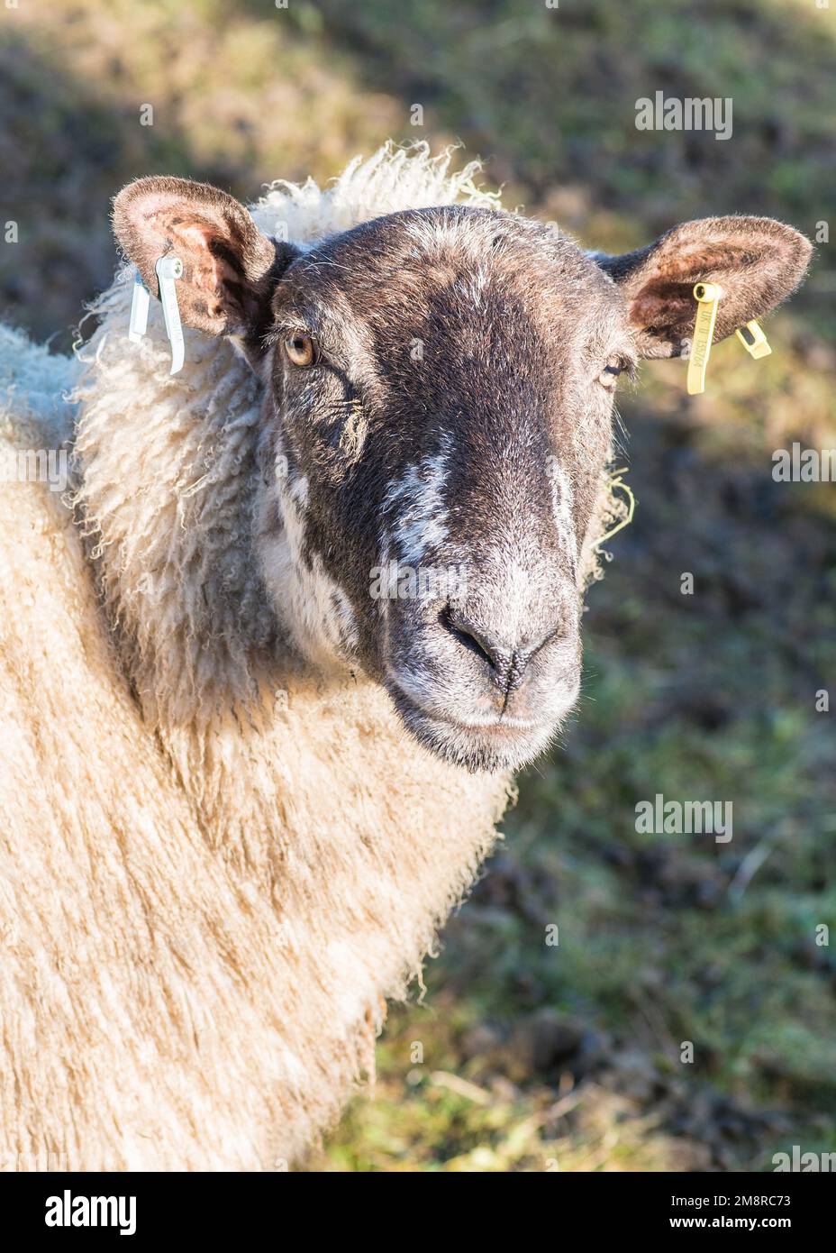 Breeding ewe hi-res stock photography and images - Alamy