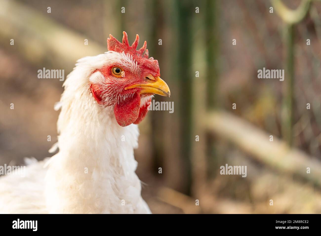 Closeup shot broiler chicken hi-res stock photography and images - Alamy