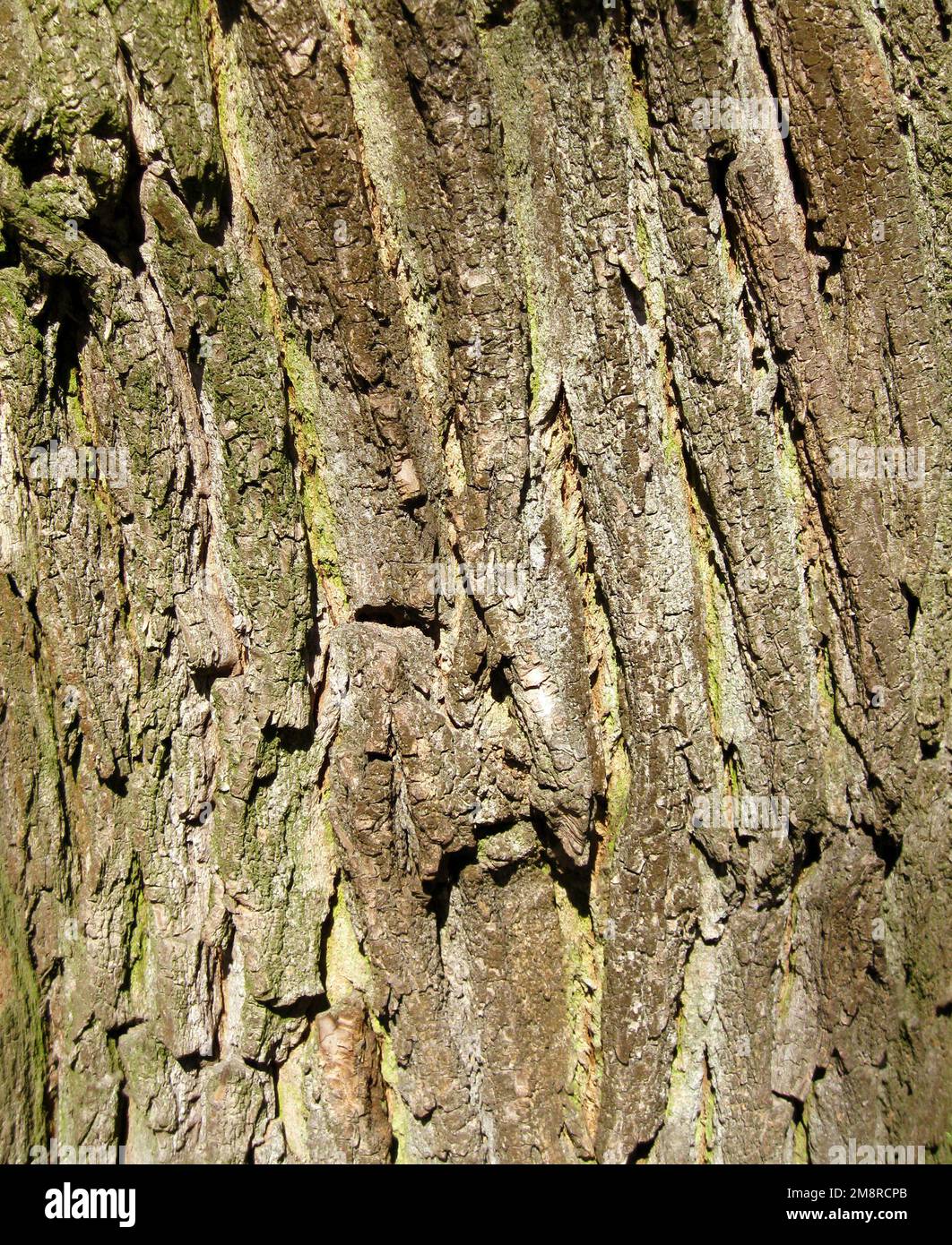 Oak tree bark natural background Stock Photo - Alamy