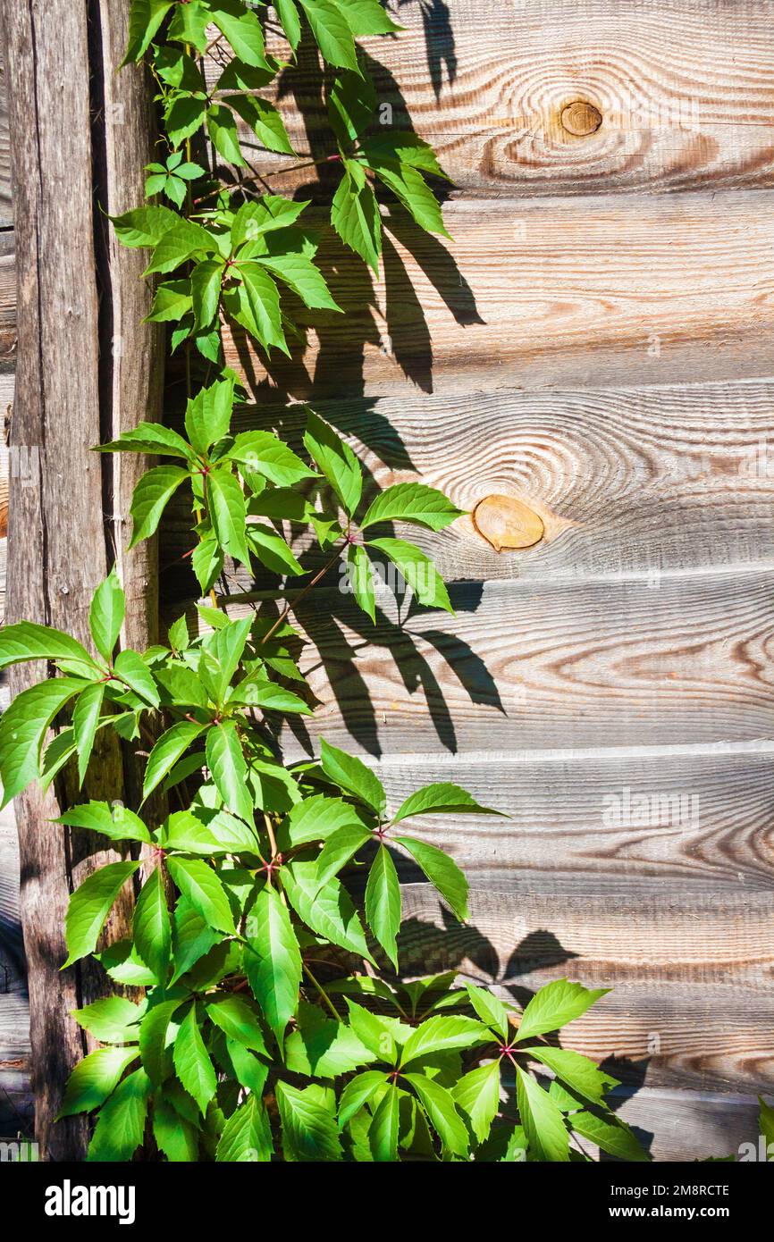 Parthenocissus quinquefolia, known as Virginia creeper, Victoria ...
