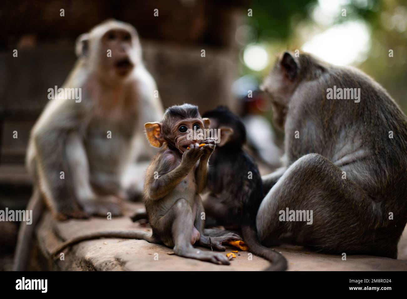 An image of a monkey family in the jungle eating their food Stock Photo ...