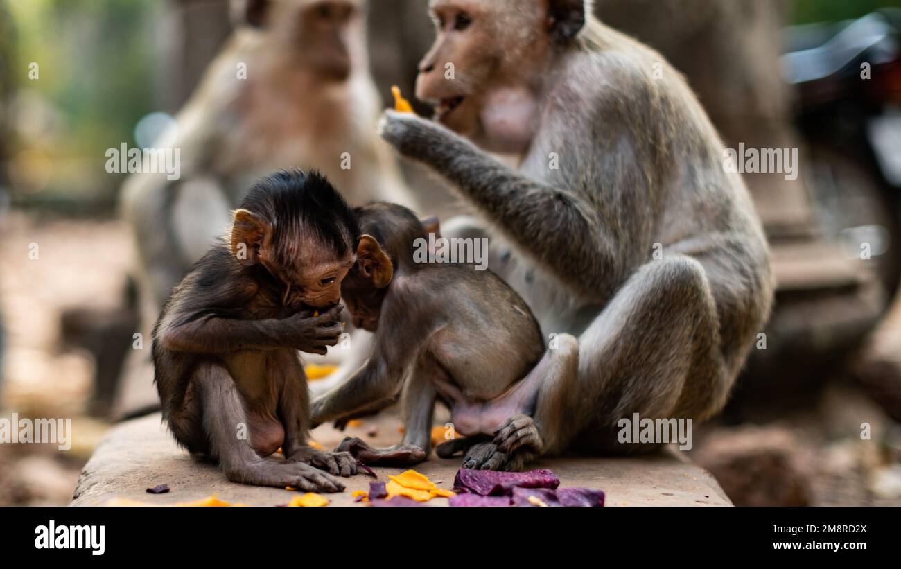 An image of a monkey family in the jungle eating their food Stock Photo ...